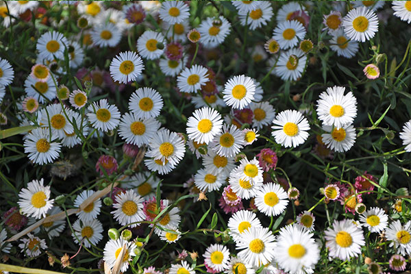 daisy - PlantMaster Blog